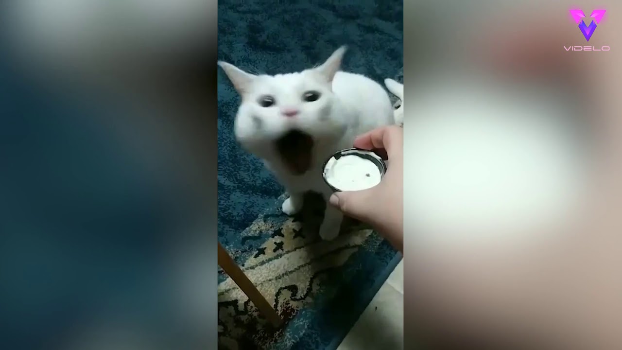 A este gato le dan arcadas la comida que le ofrecen sus dueños - YouTube