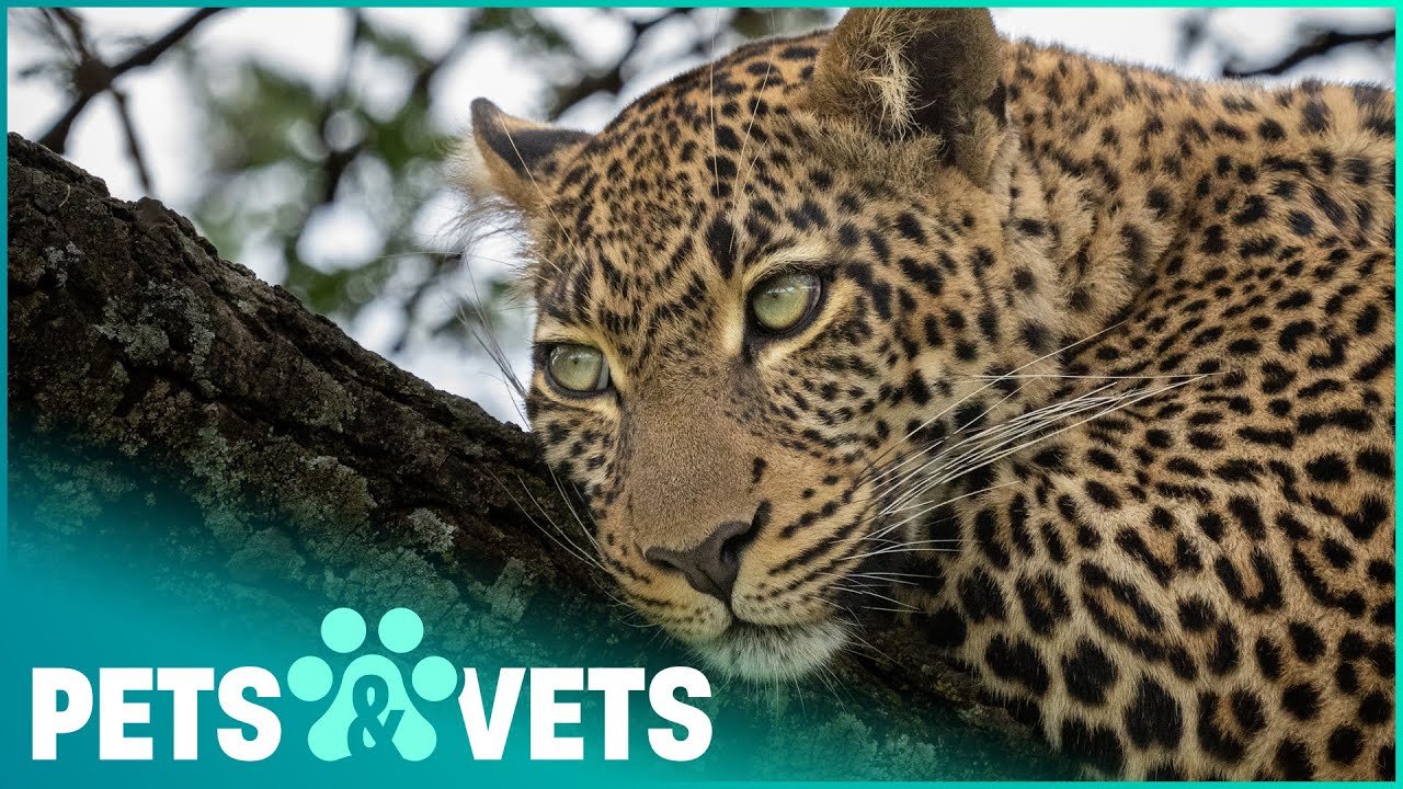 Incredible Bond Between Leopard Mother And Cubs | Nature's Babies - YouTube