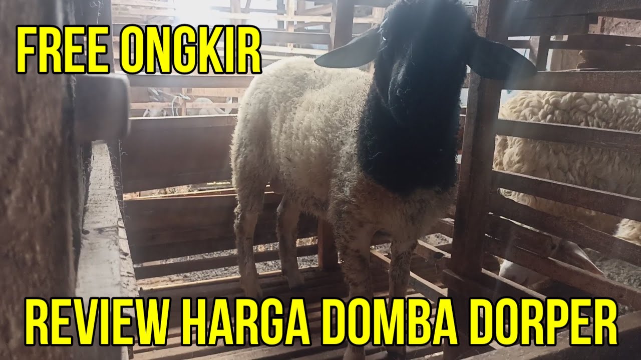 REVIEW HARGA DOMBA DORPER DAN PAKET BREEDING MURAH SAYAPE JAGAD FARM ...