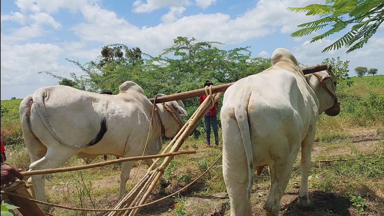 ploughing videos | Ploughing with cotton cultivation | ploughing with ...