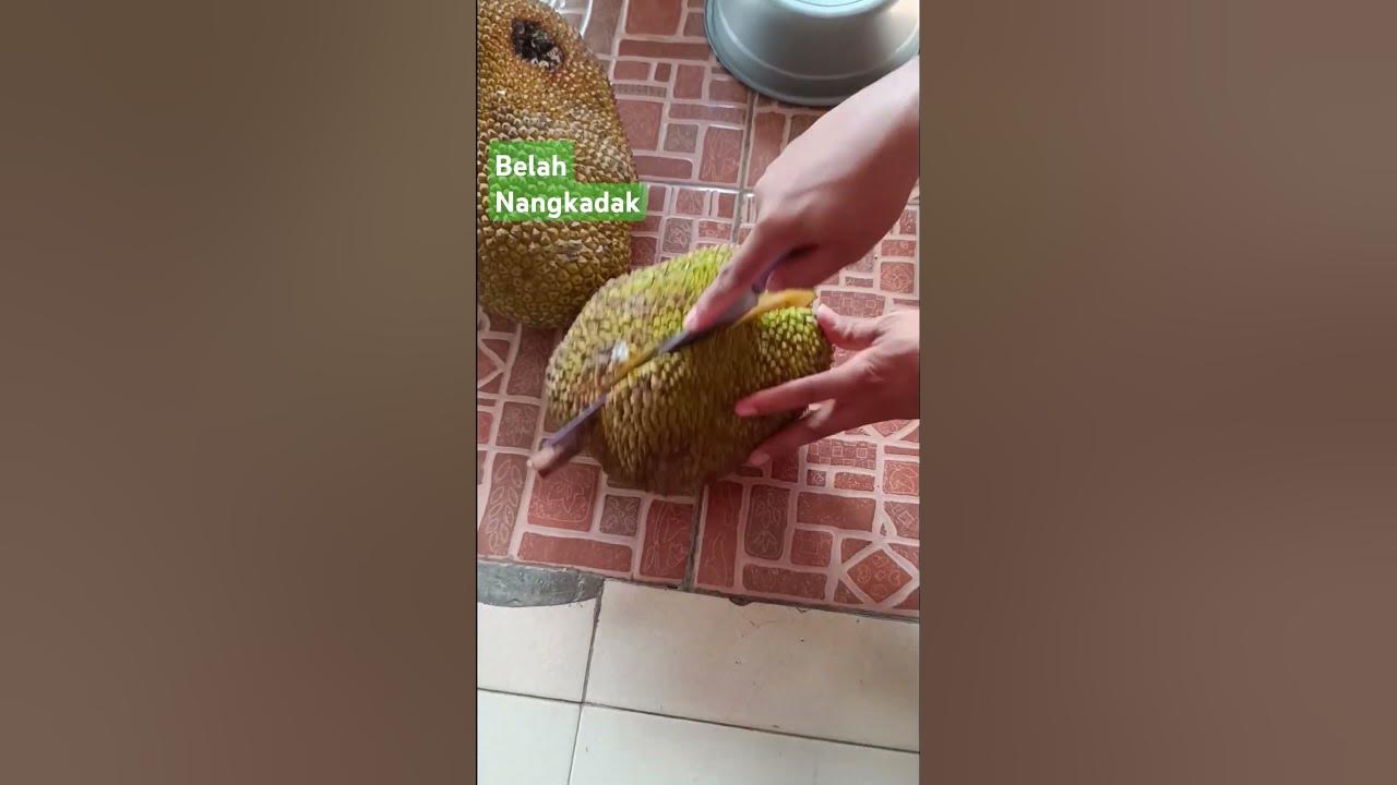 Belah buah nangkadak #shortvideo #shorts #buahfresh #nangkadak #monkey #abgfarmzoochanel - YouTube