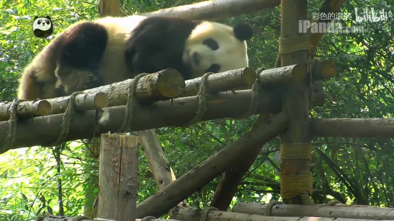 sneezing panda 这视频有毒！！看一次笑一次！！这喷嚏打得熊猫耳朵都快甩掉了 - YouTube