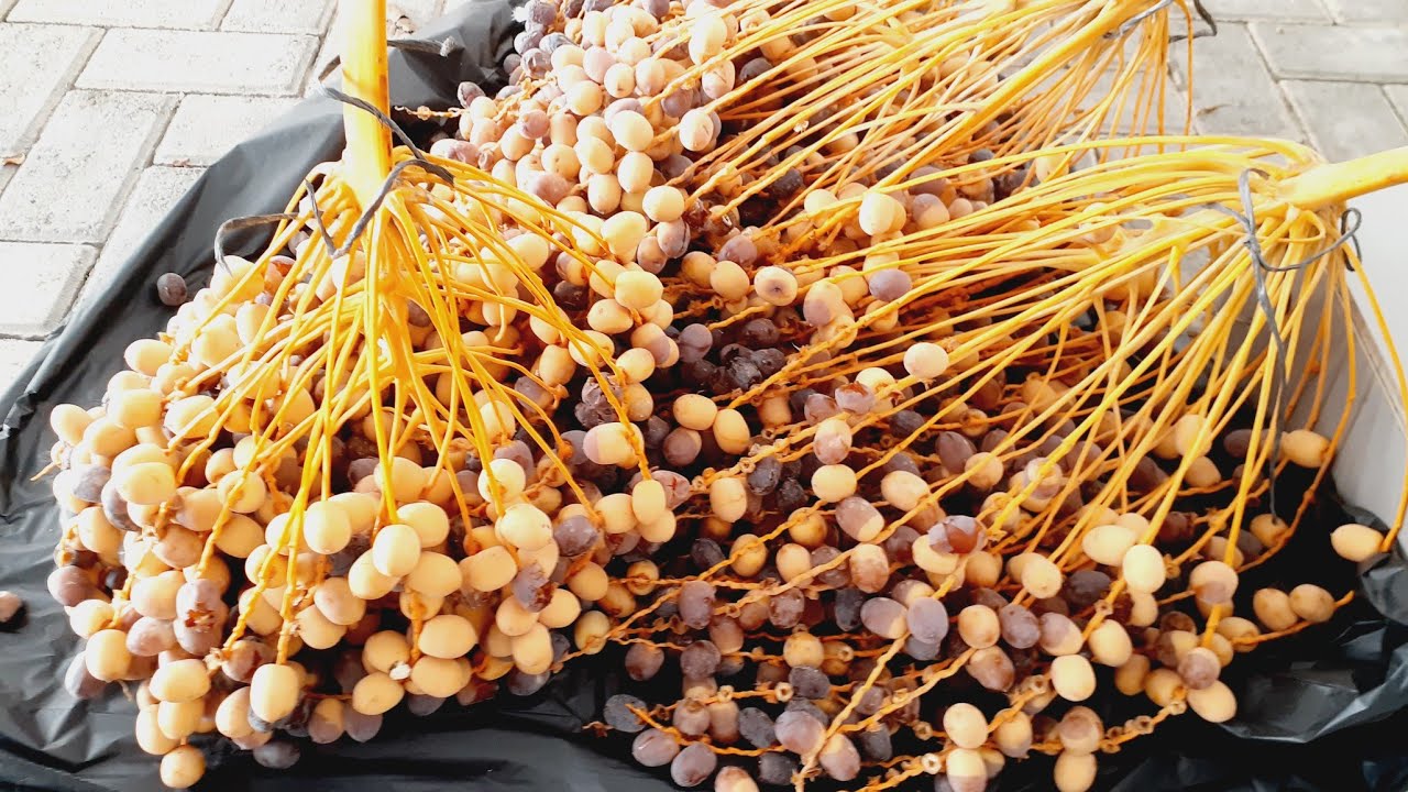 Harvesting dates ( tamar) Mira's Channel - YouTube