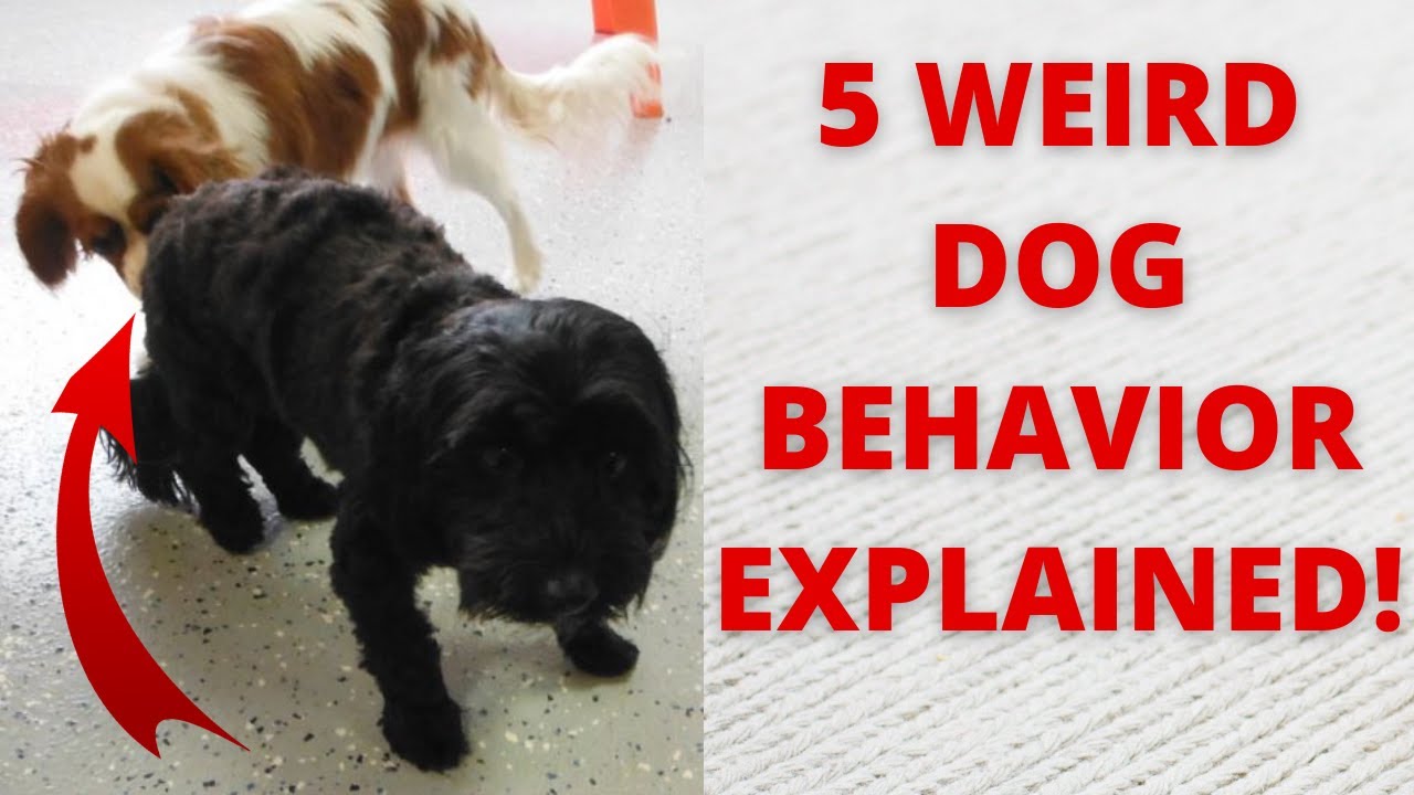 5 Weird Dog Behavior Explained- Part 1 - YouTube