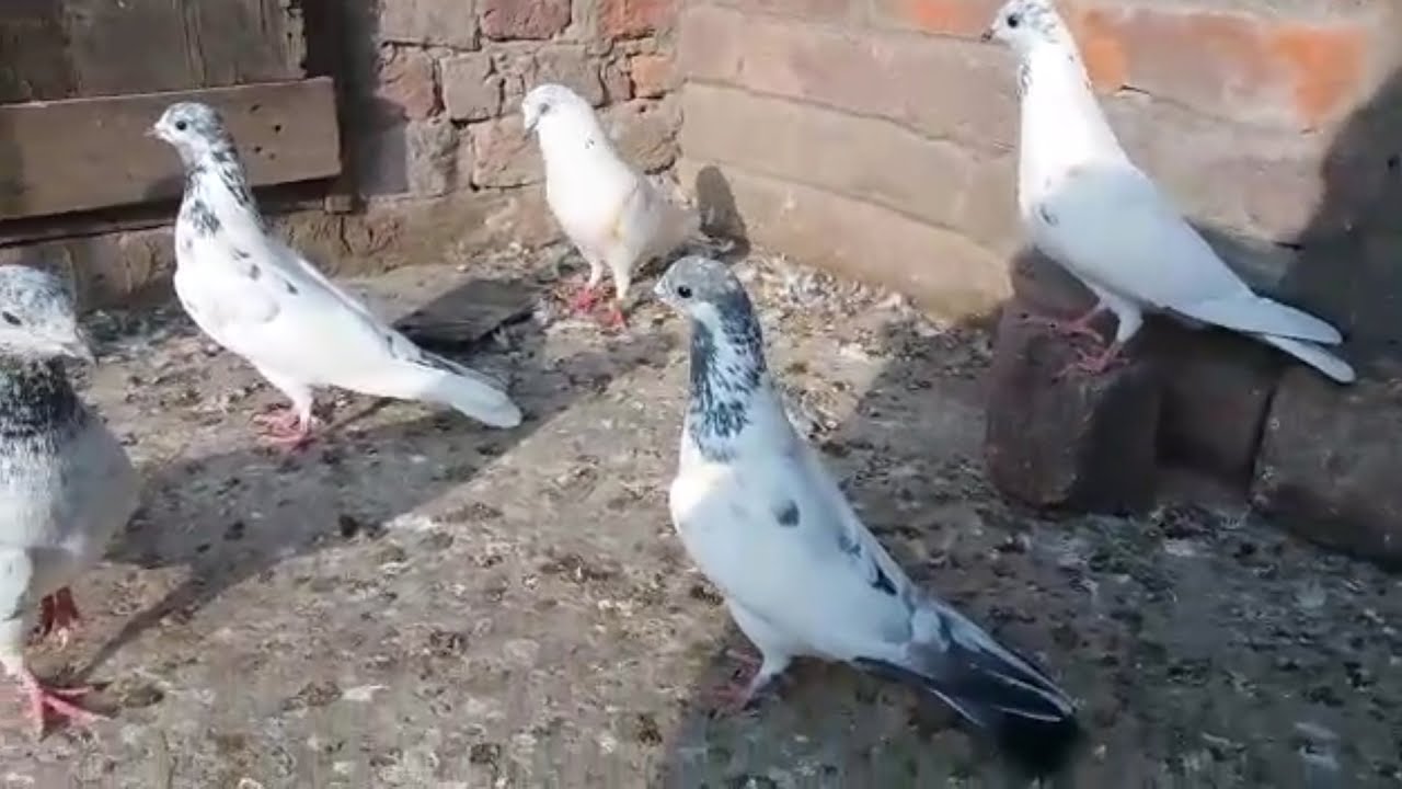 Pakistani high flyer jonsiry Choohy pigeon Best flying pure breed all ...