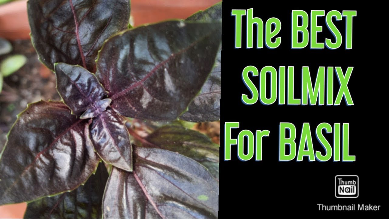 AMETHYST BASIL CARE AND PROPAGATION - YouTube