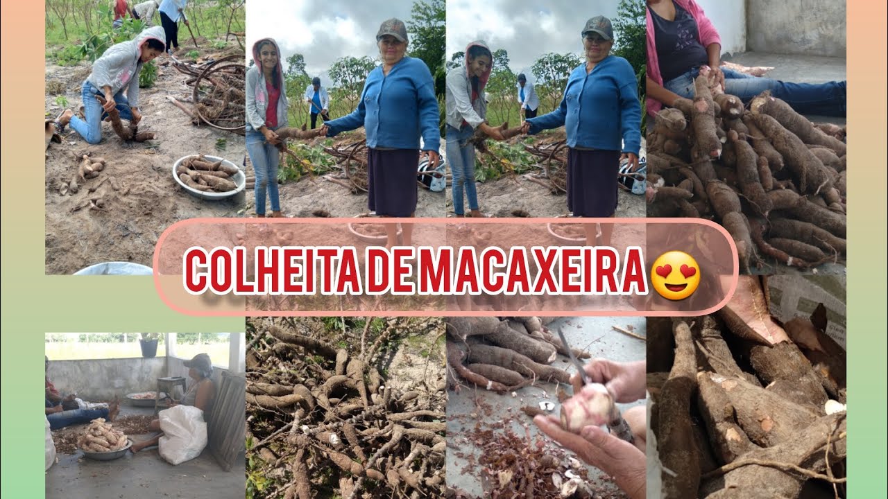 colheita de macaxeira😍 - YouTube