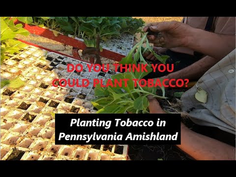 Amish Planting Tobacco in Lancaster County Pennsylvania... - YouTube