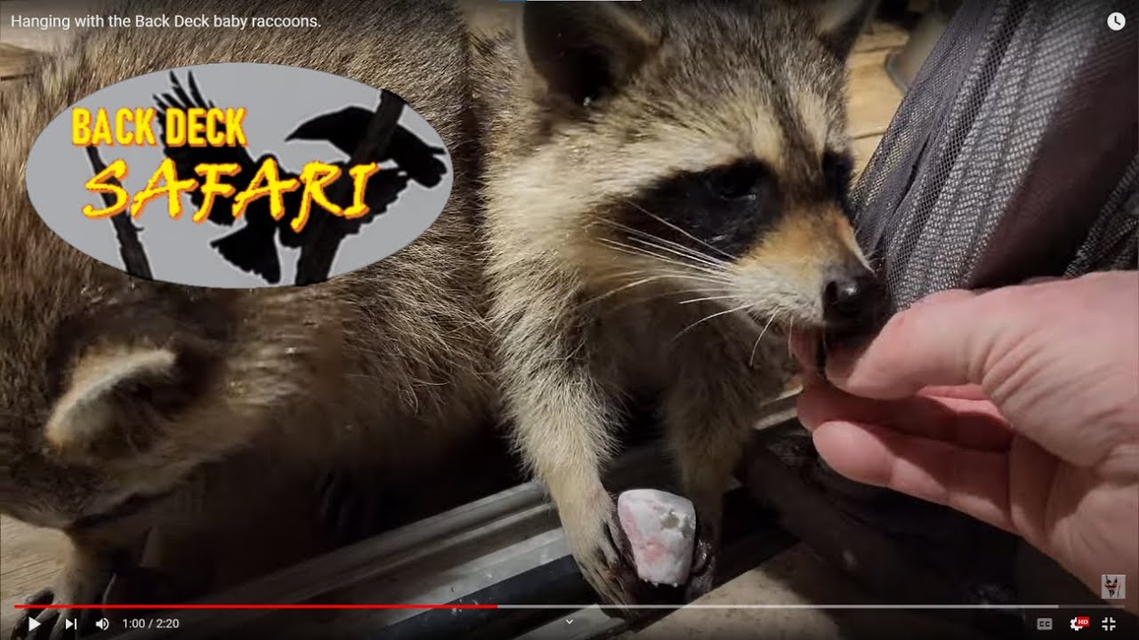 Hanging with the Back Deck baby raccoons. - YouTube