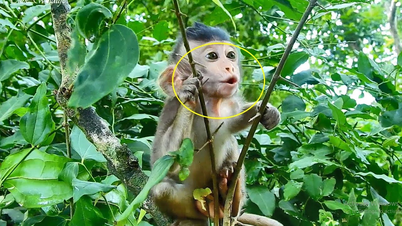 Break Heart, baby Cody crying hard calling mom Cora | Monkey Cora ...