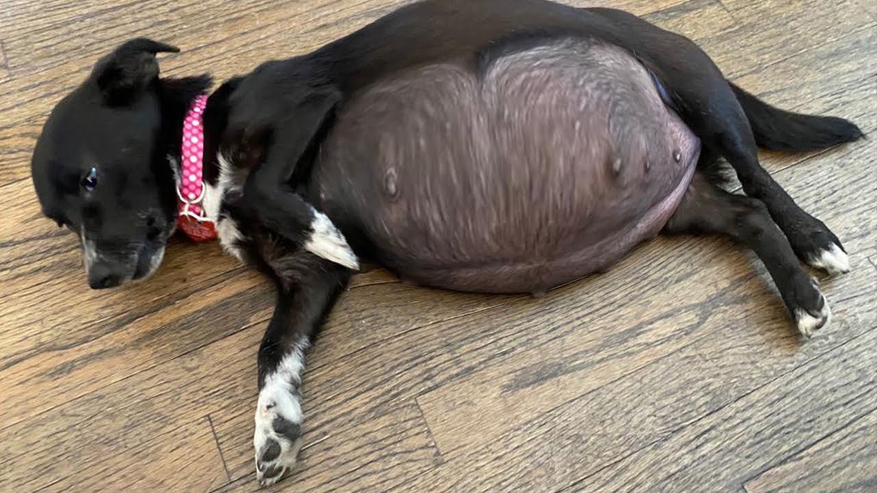 Helping Pregnant Mama Dog Give Birth Cute Puppies YouTube Helping Pregnant Mama Dog Give Birth Cute Puppies YouTube