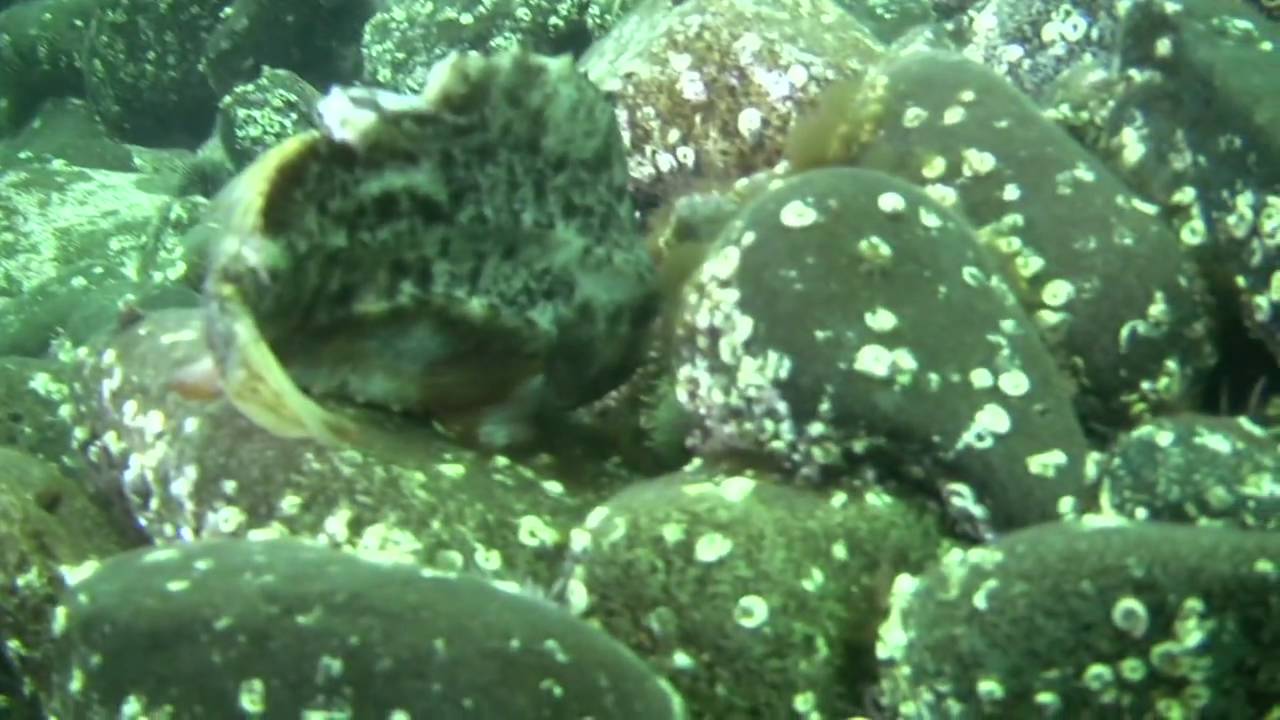 Arctic Abyss: Creatures of the Arctic - YouTube