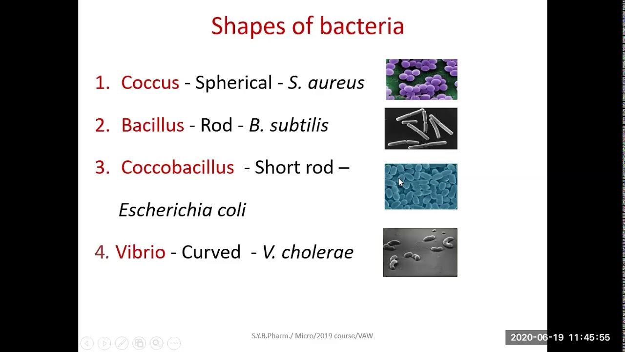 Task 2 Morphology of bacteria Vinaya Ward - YouTube