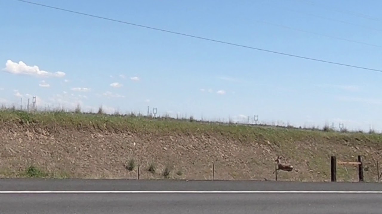 Antelope through the fence - YouTube