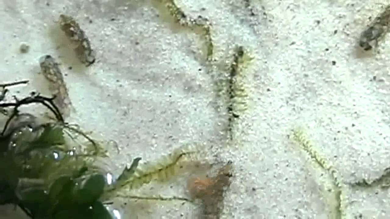 Planeta Amazônia| Insetos Aquáticos| Parte 1 - YouTube