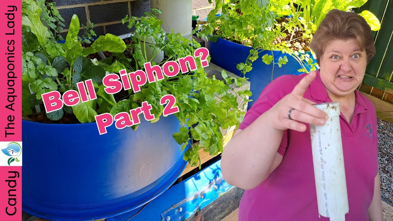 Building A Bell Siphon for Aquaponics the Easy Way Part 2 - YouTube