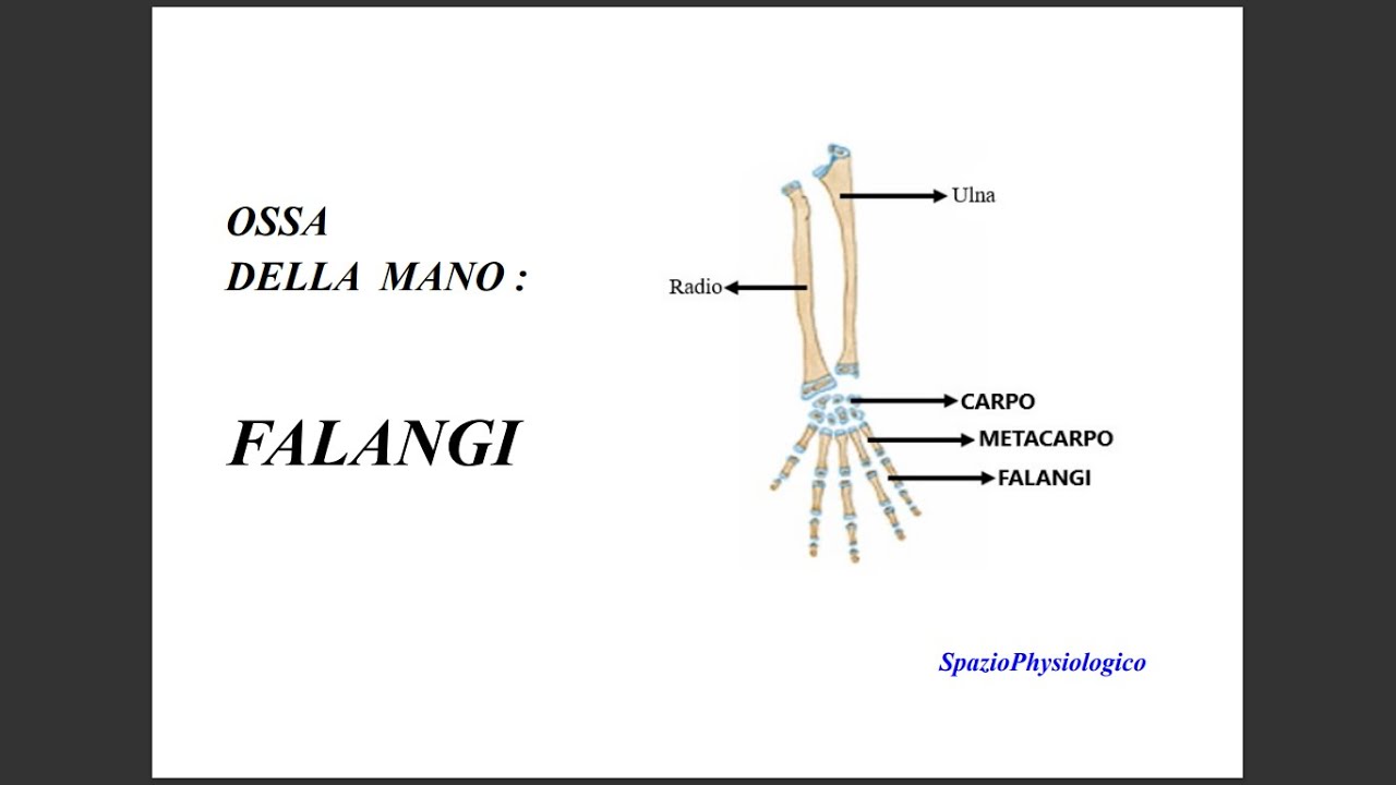Ossa della mano: FALANGI - YouTube