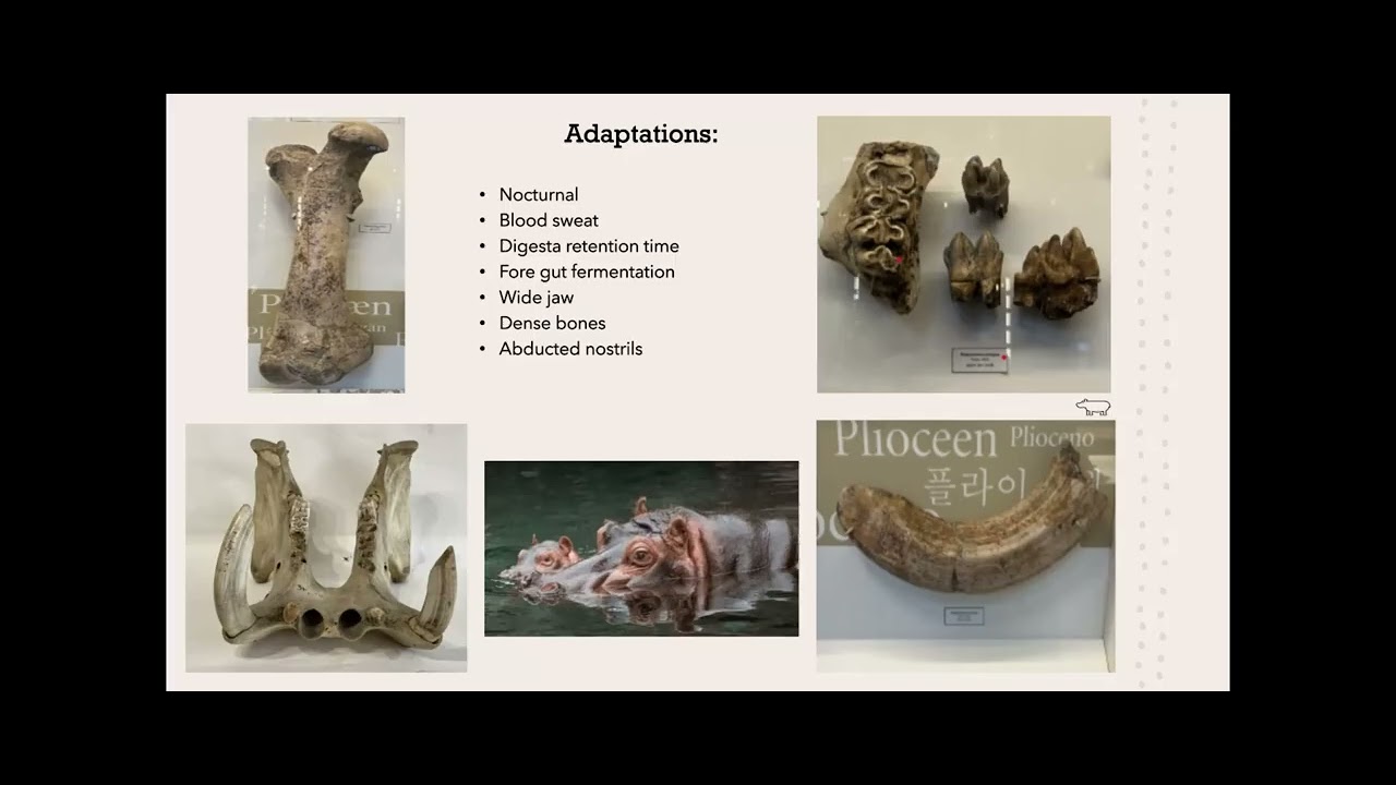 Diversity and evolution of hippopotamus - YouTube