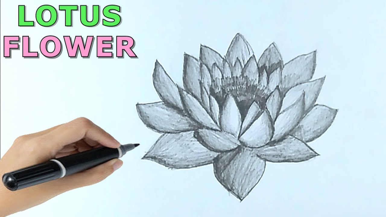 Lily Pad Flower Outline
