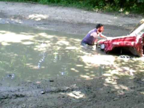 moose getting stuck - YouTube