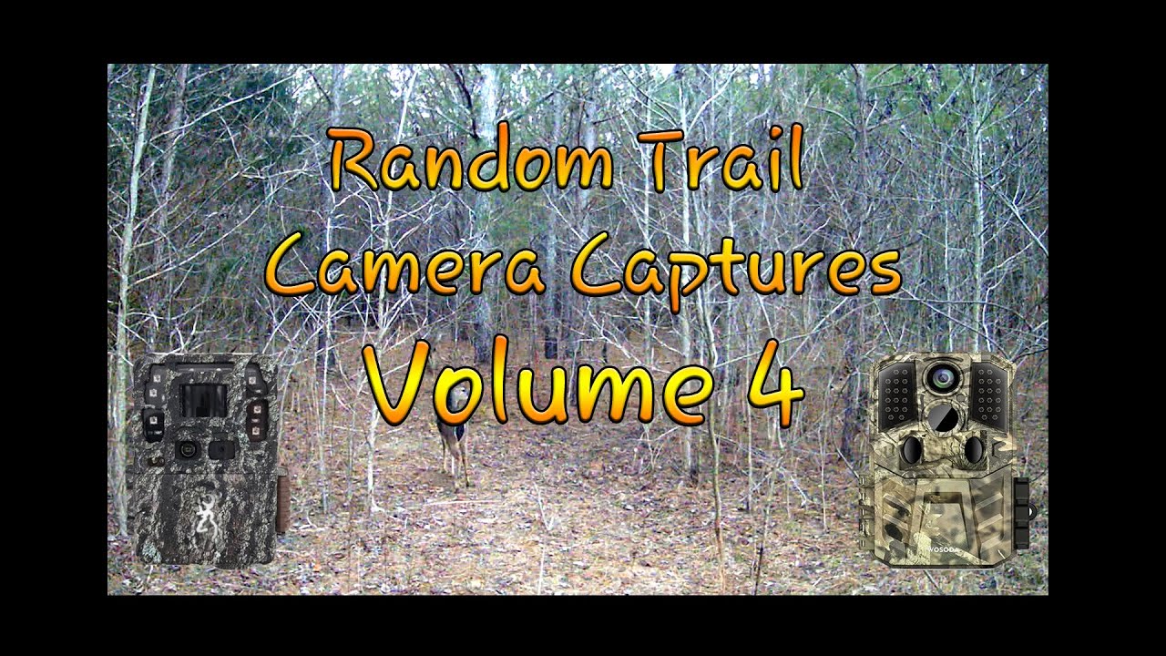 Volume 4 Random Trail Camera Captures - YouTube