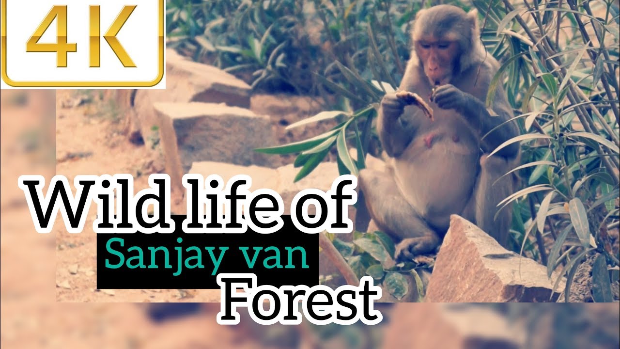 Wild life of sanjay van forest Delhi/Sanjay van in 4k - YouTube