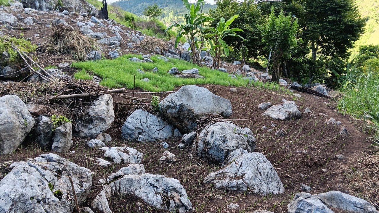 SEGIMOS ENLA SIENBRA DE SEBOLLA - YouTube