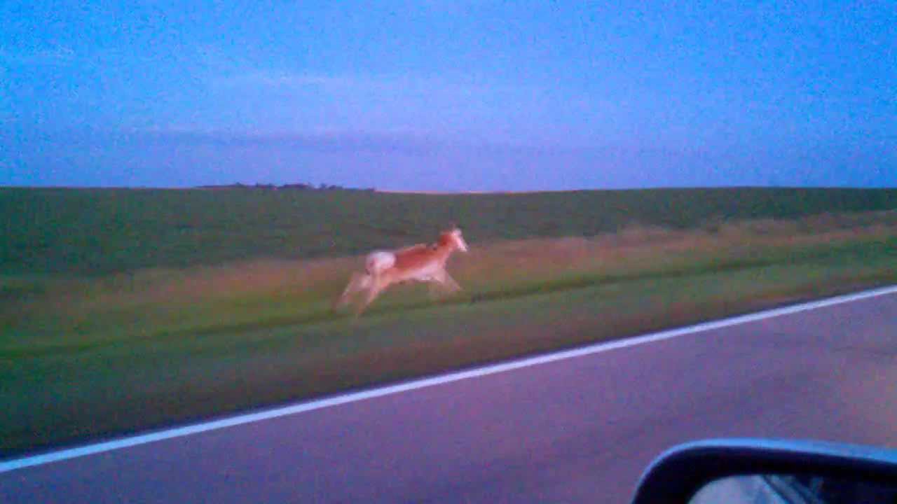 Antelope Running Down Highway - YouTube