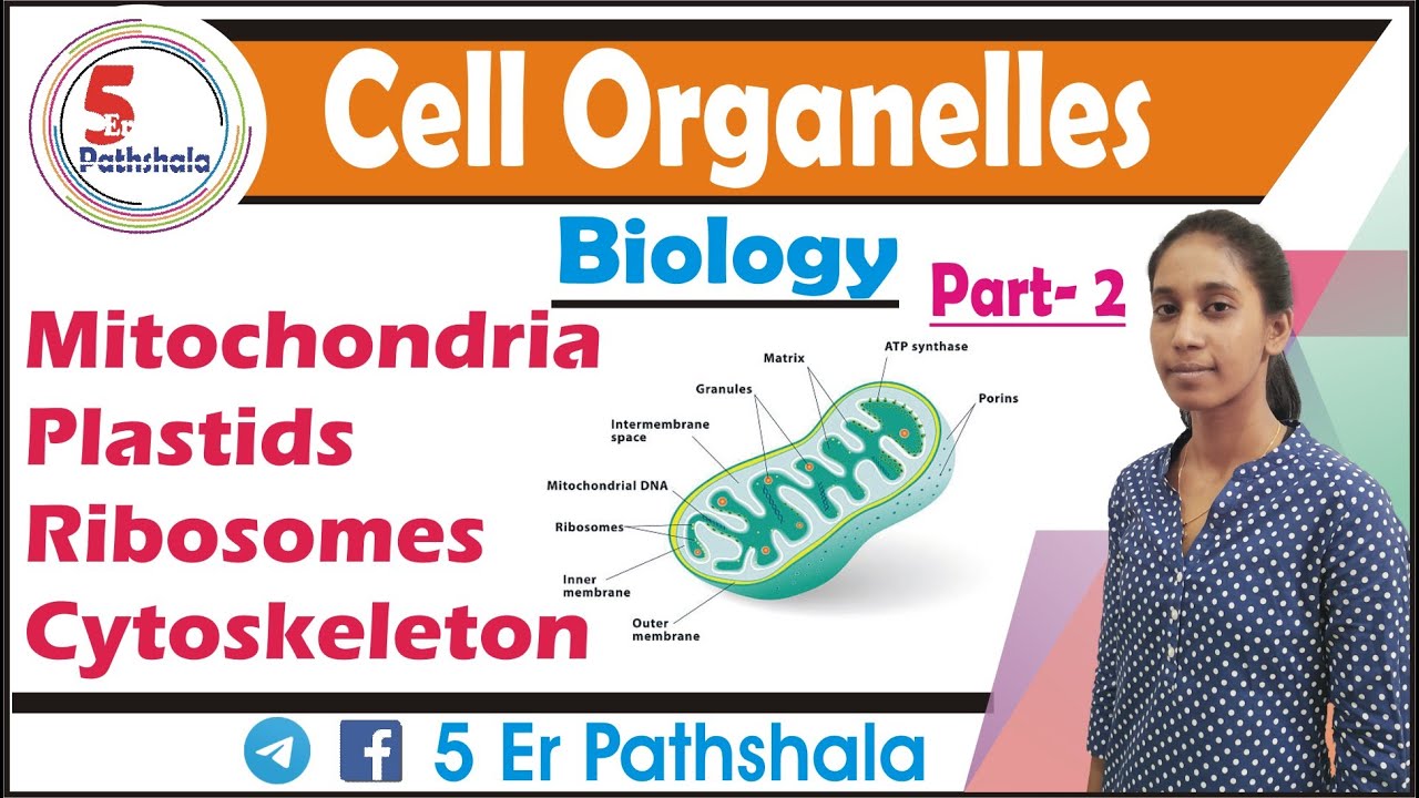Cell Organelles in Bengali || Cell Organelles Part- 2 || Biology || 5 ...