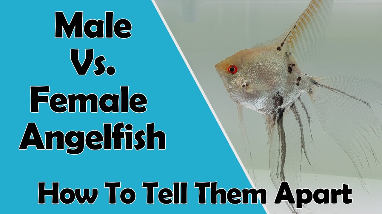 Male Vs Female Angelfish (how to tell them apart) - YouTube