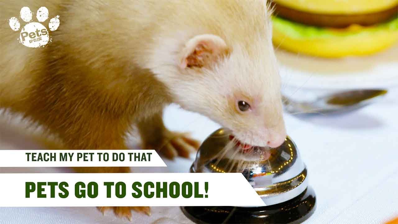 Can This Ferret Really Learn Amazing Tricks? | Teach My Pet To That ...