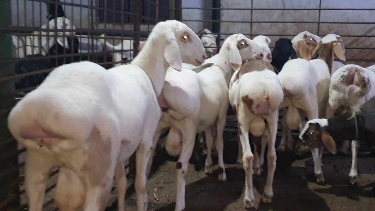 Dumba Gang Bhiwandi | Turkey Dumba Sheep. - YouTube