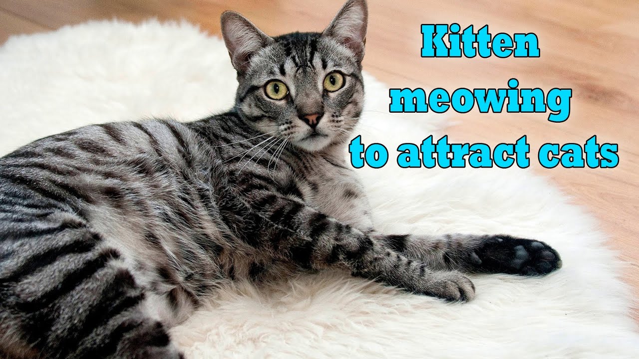 Cat sound to attract cats🙀realistic meows - YouTube