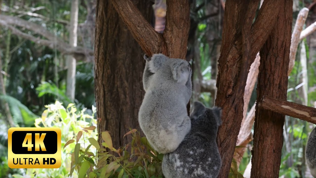 Adorable Koala Playtime: Hide and Seek Among the Trees | JerNie Gardens ...