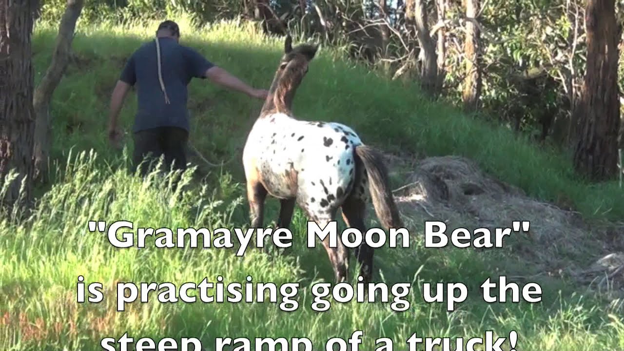 Horse Training for Steep Truck Ramp..Horse Training videos..How to ...