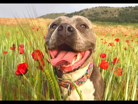 BETSY IS BACK! BEST DOG RESCUE YOU WILL EVER SEE! - YouTube