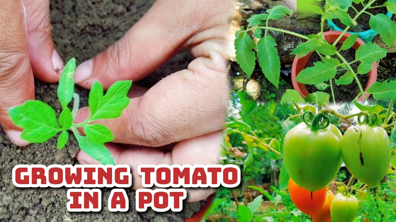 How To Grow Tomato In A Pot | Paano Magtanim ng Kamatis sa Paso | Home ...