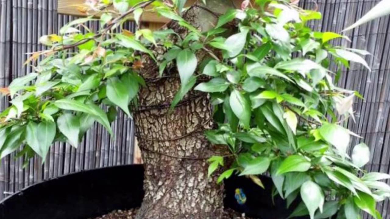 Bonsai - Himalayan Pear Bonsai Tree - YouTube