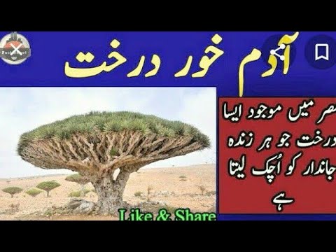 adam khor tree in africa video/ adam khor tree videos/adam khor - YouTube
