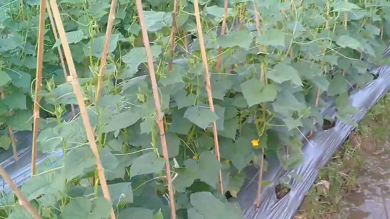 Review kebun timun | Yang sangat subur@Raditya Tani - YouTube