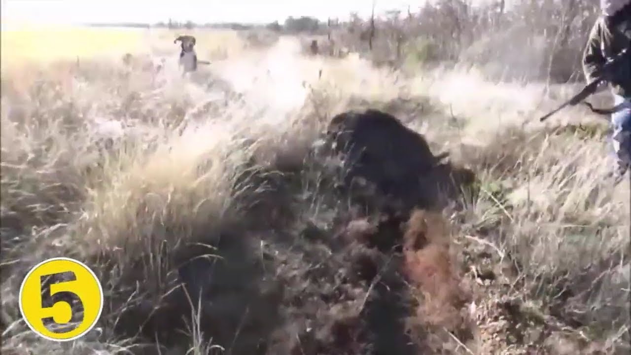 Top 5 Wild Boar attacks - YouTube