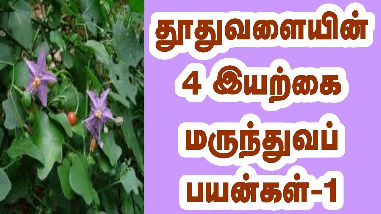 4 MEDICINAL BENEFITS OF THOOTHUVALAI - 1 / தூதுவளையின் 4 இயற்கை ...