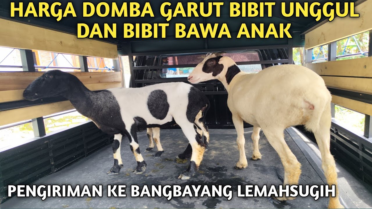 WAJIB NONTON‼️HARGA BIBIT DOMBA GARUT TERBARU PENGIRIMAN KE BANGBAYANG ...