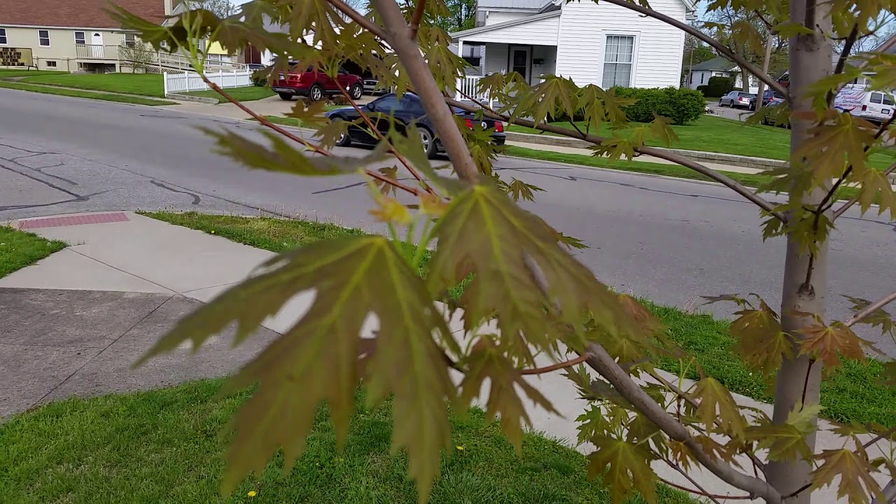 My Maple tree has produced it's first 'Samara'!《Helicopter Seed(s ...