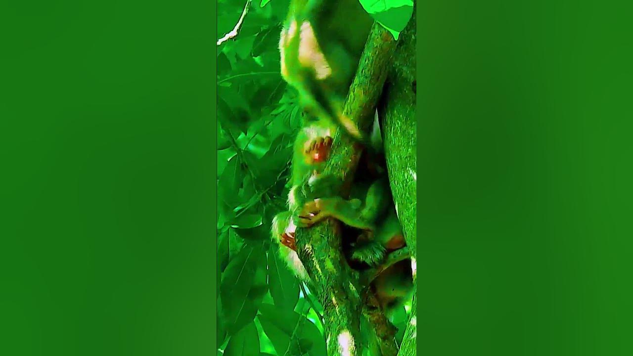 The Monkeys Stunned Big Python They Are Scared Very Shout Out - YouTube