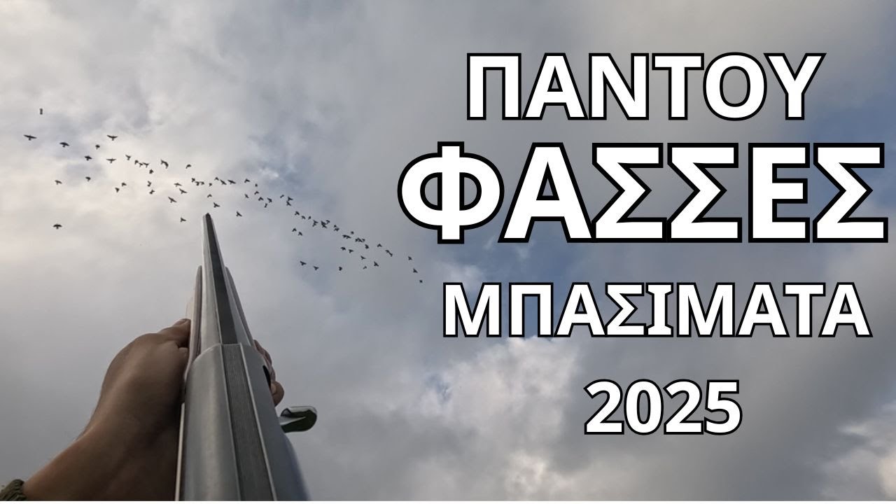 ΚΥΝΗΓΙ ΦΑΣΣΑΣ 2025 : ΣΤΑ ΚΑΡΤΕΡΙΑ ΤΩΝ ΜΠΑΣΙΜΑΤΩΝ ~ CHASSE AUX PALOMBES ...
