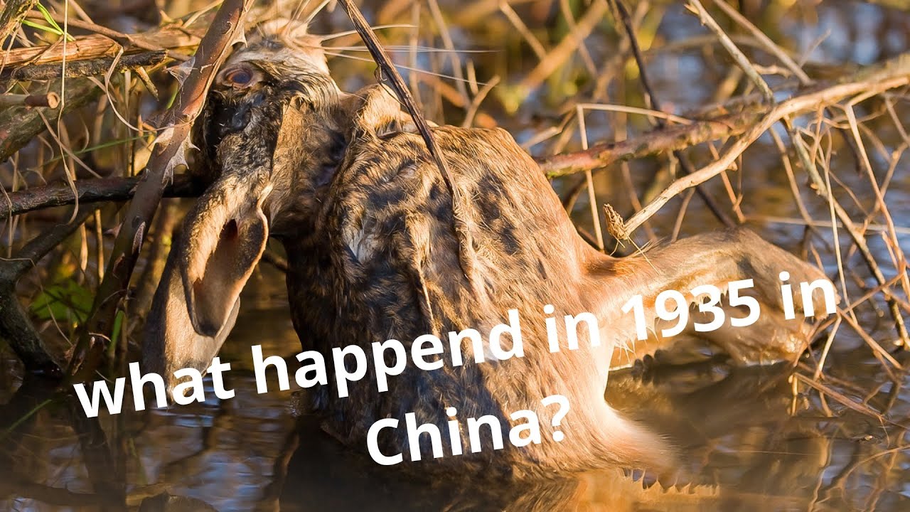 What happend in 1935 in CHINA? - YouTube