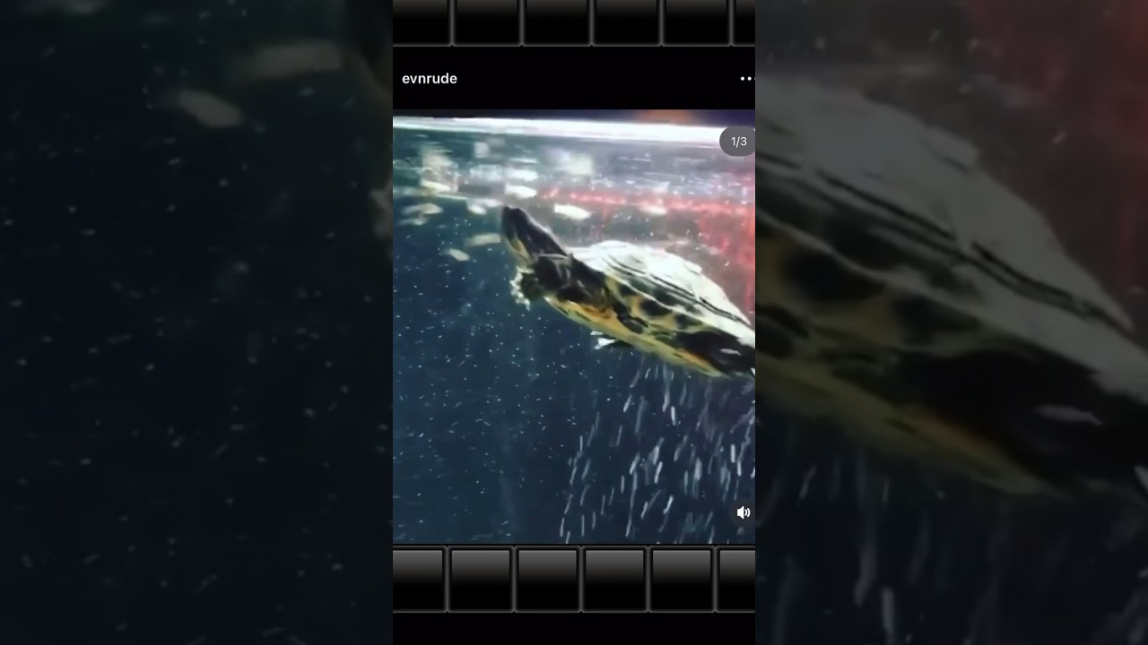 Raphael Pet Turtle #animals #pets #shorts #memes #funny #cute #dog #cat ...