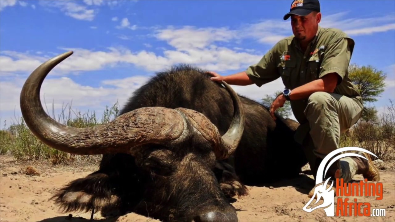 Black Death!! Cape Buffalo Hunt!! - YouTube