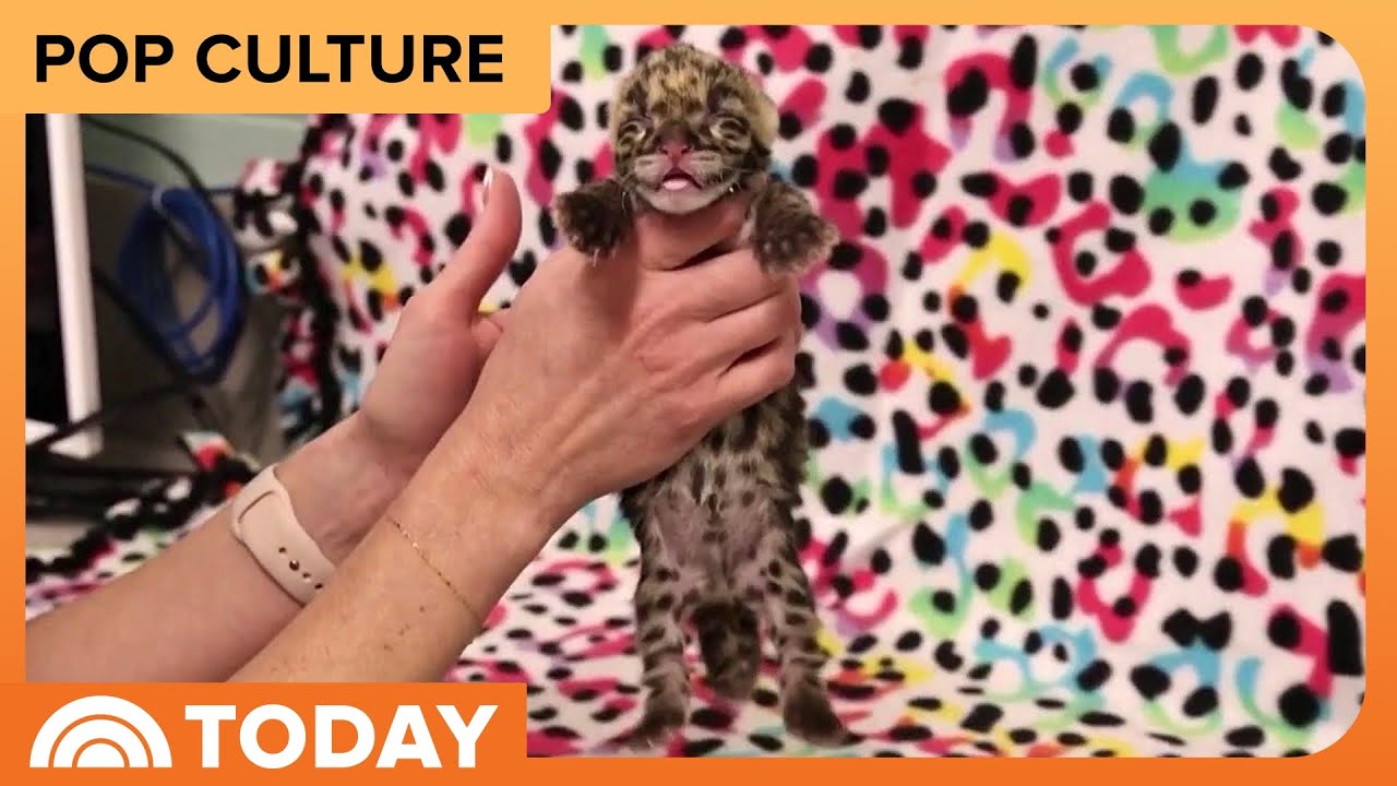 See the adorable leopard cub born at the Nashville Zoo! - YouTube